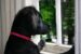 Quoi faire avec un chien qui jappe: 5 solutions efficaces
