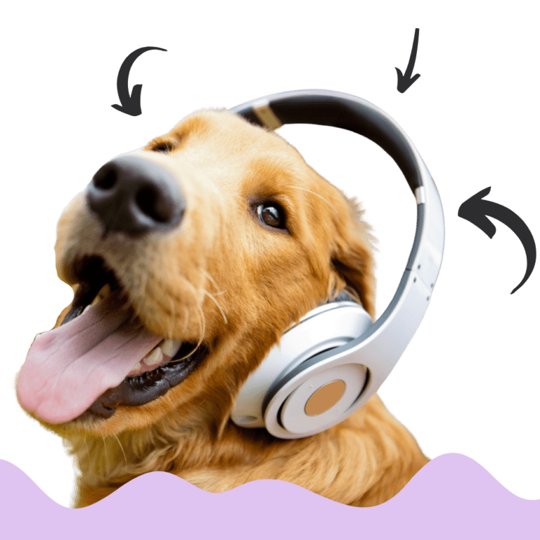Quoi faire avec un chien qui jappe: 5 solutions efficaces